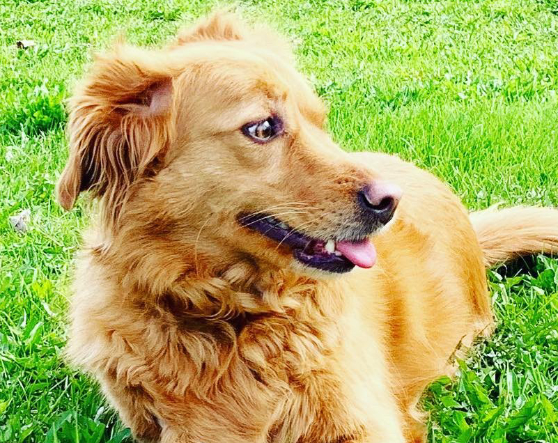 GoldenCorgi – Golden Corgi
